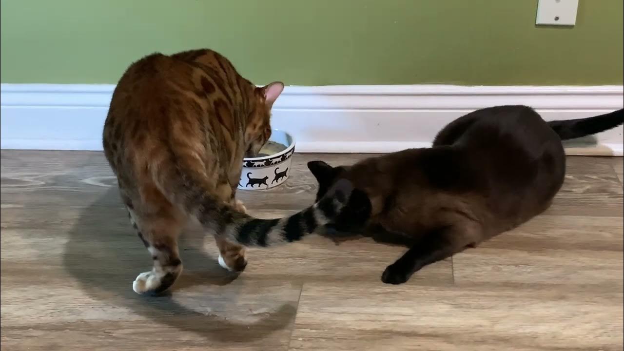 Cats trying Catnip Tea for the first time and loved it - YouTube