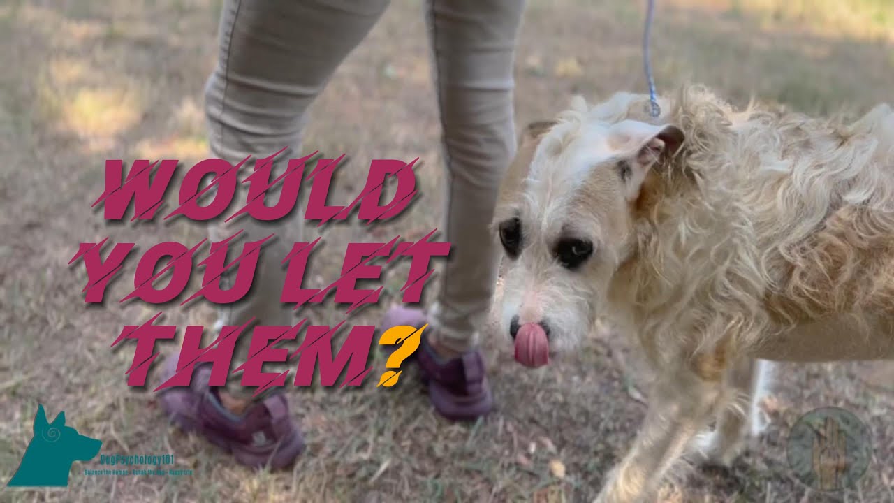 💪🏽 Protect Your Dog with the Parking Spot Game 🅿️ ⦁ #dogpsychology101 ...