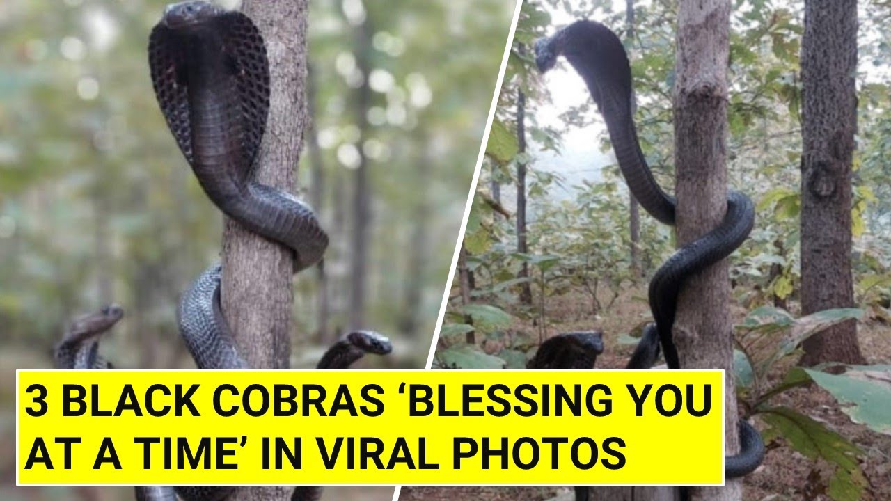 3 Cobras ‘blessing you at a time’ In Viral photos Three Black Cobras ...