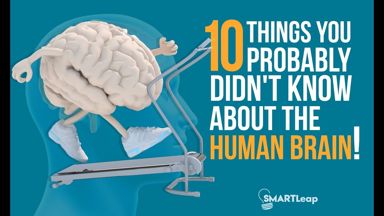 10 Interesting Facts About The Human Brain YouTube 10-interesting-facts-about-the-human-brain-youtube
