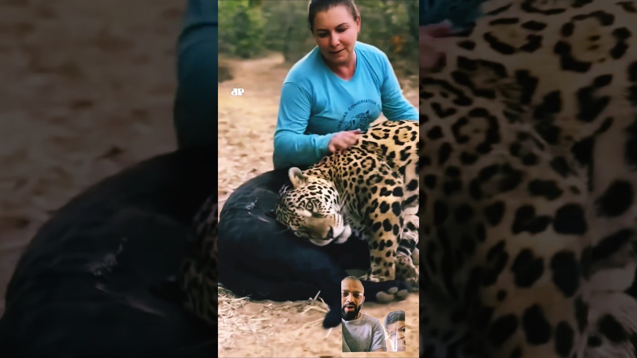 African tenduva #manishkanani #animals #animallover - YouTube