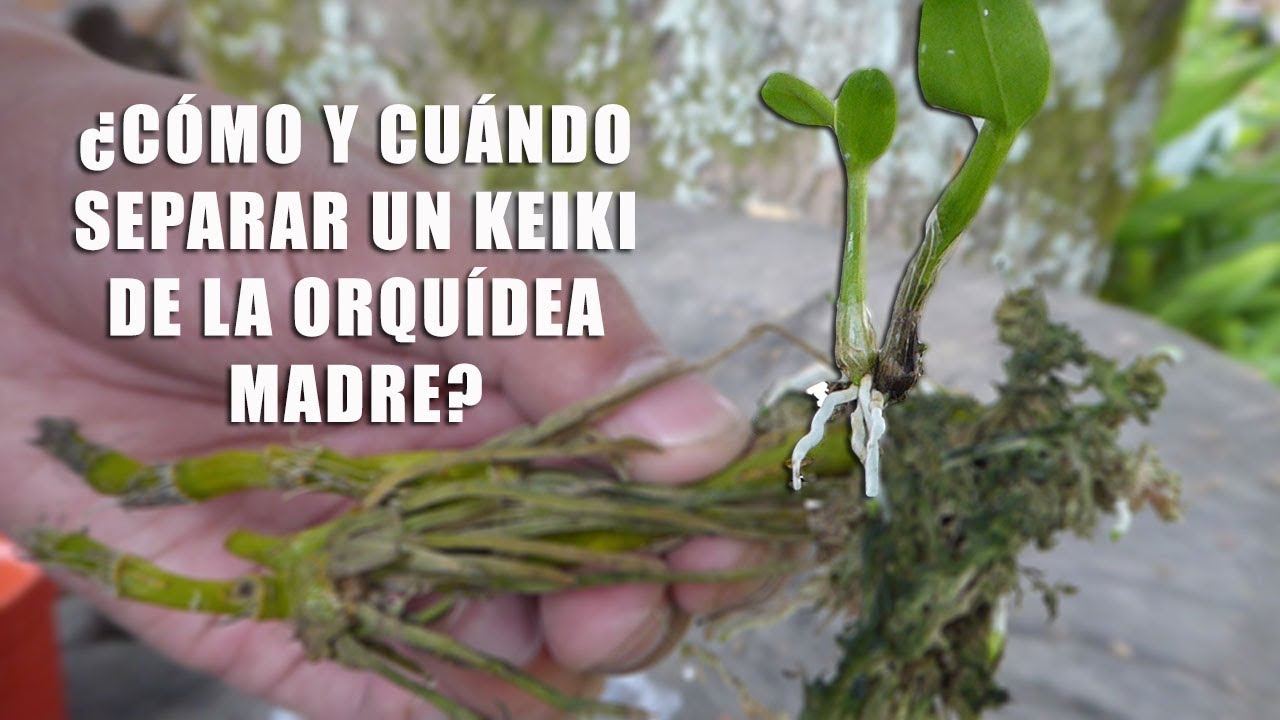 ¿Cómo y cuando separar y sembrar el keiki de una Orquídea ...