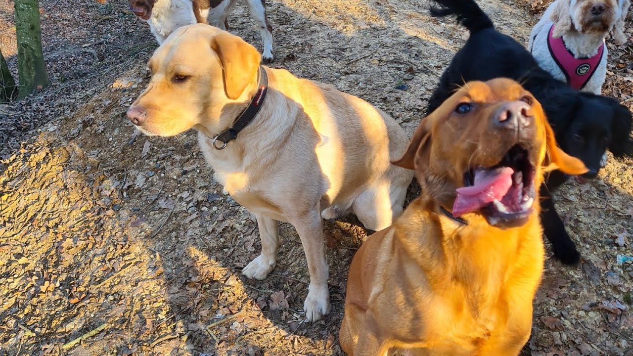 Observing 2 big male dogs work out their place. - YouTube