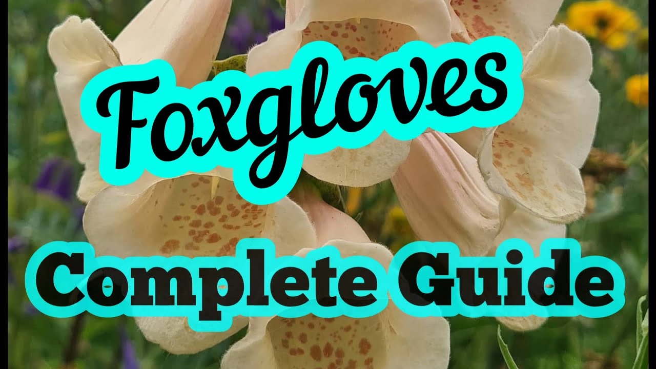 Foxgloves a complete guide with guaranteed results every time - YouTube