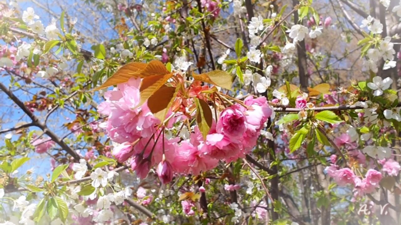 Edward Grieg The Last Spring - YouTube