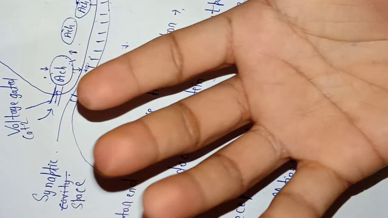 Physiology#neuromuscular junction,#skeletal muscle,sarcomere proteins ...