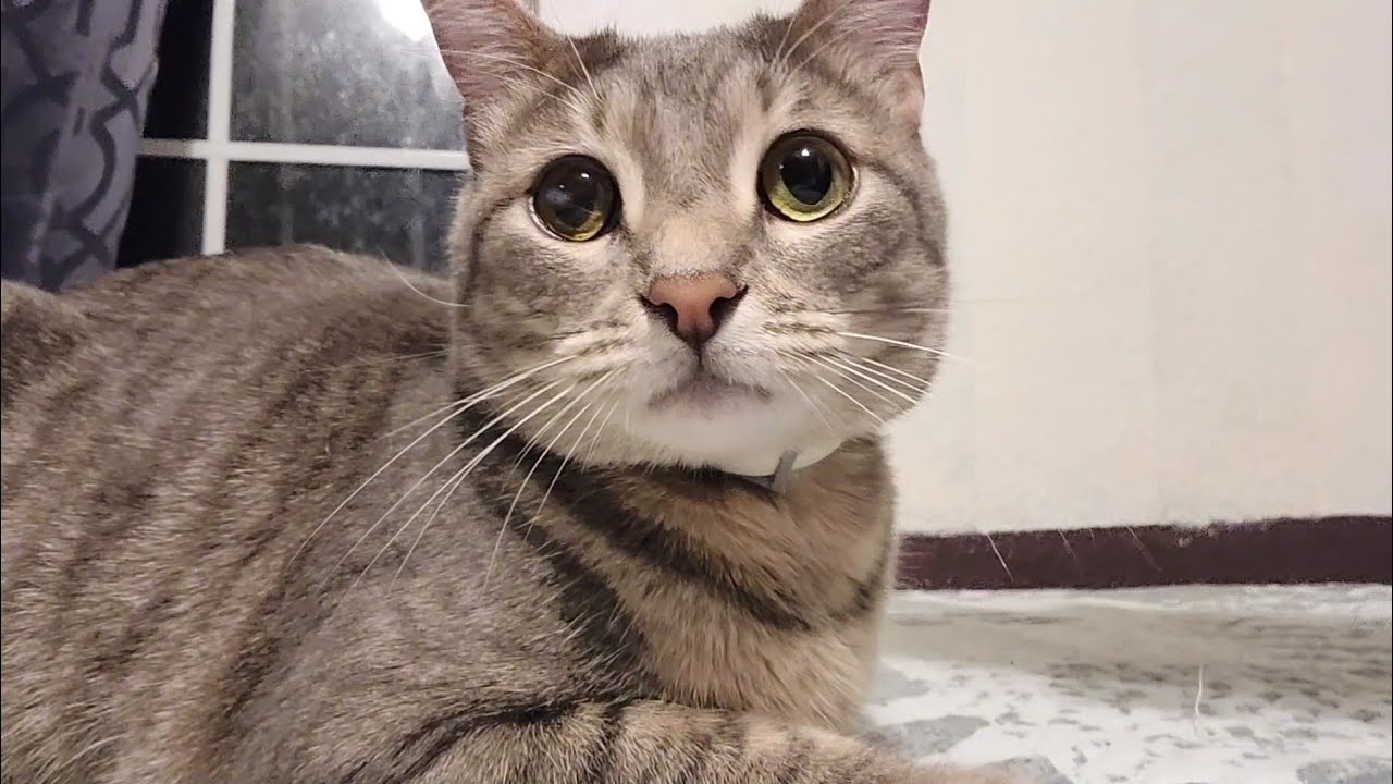 big marble eyes - YouTube