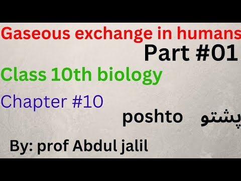 gaseous exchange in humans class 10| Respiratory system of human class ...