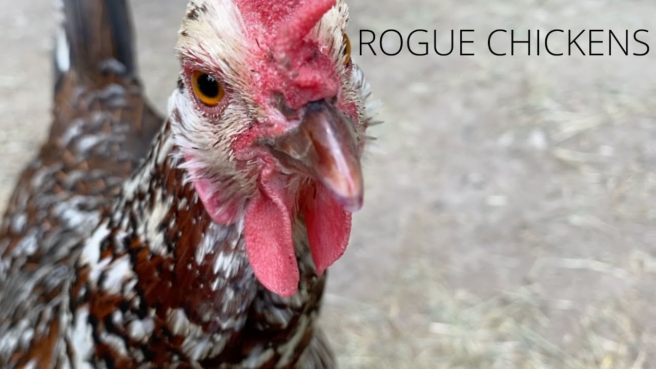 Rogue CHICKENS! How we are making chores easier! - YouTube