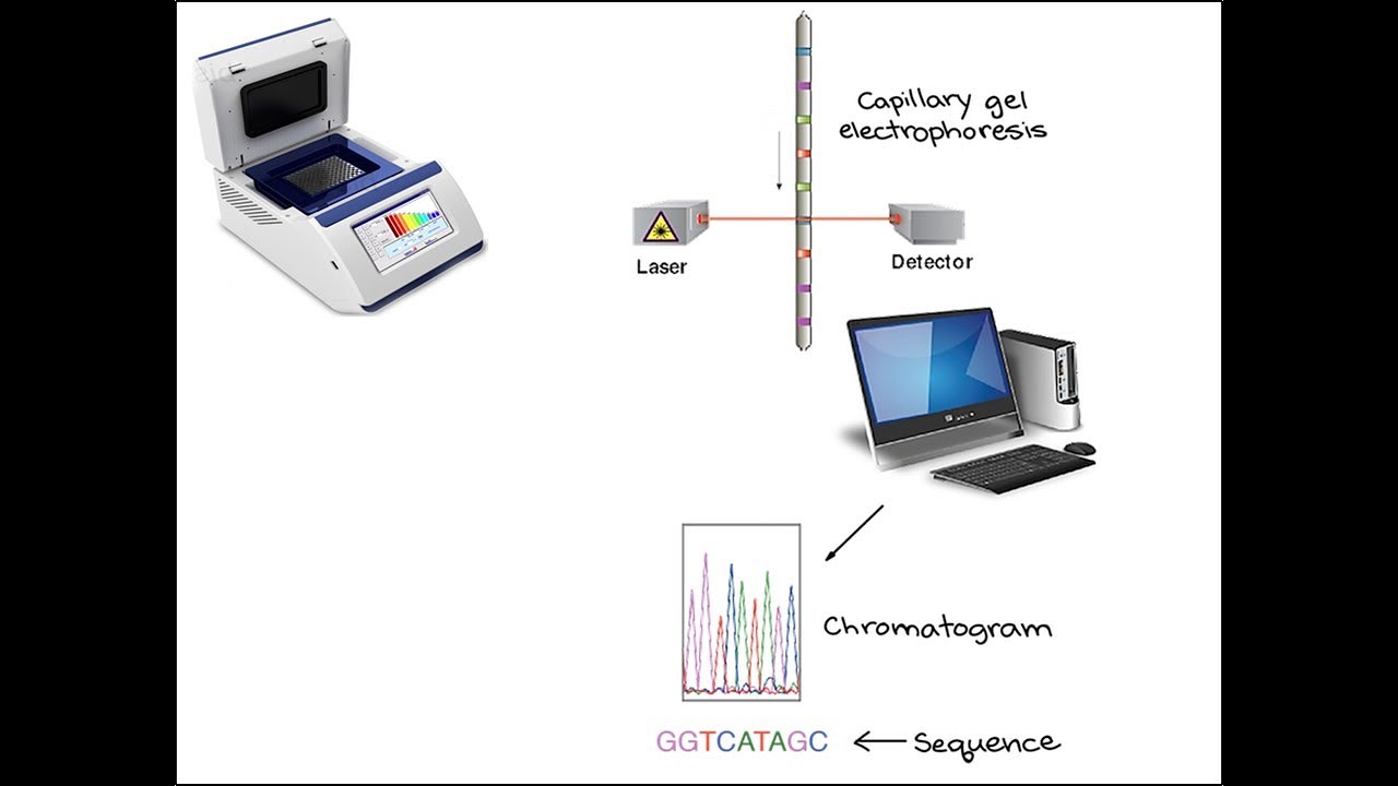 ONLINE Micro Lab 10: Polymerase Chain Reaction, DNA Fingerprinting ...