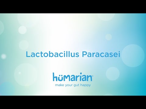 What Is Lactobacillus Paracasei Shirota