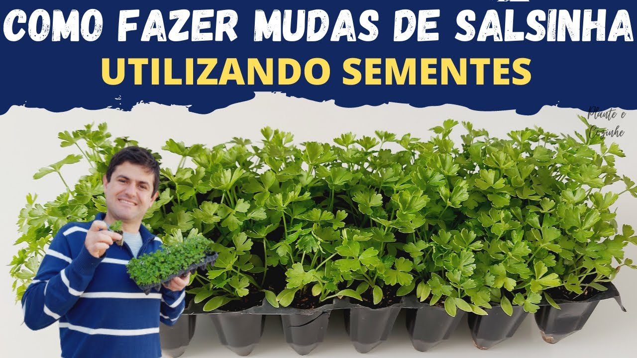 COMO GERMINAR AS SEMENTES DE SALSINHA E FAZER MUDAS PERFEITAS PARA ...
