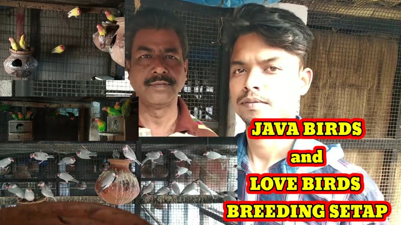 VISITED AT LOVE BIRD & JAVA BIRD SETAP 🐕VEBIRD BREEDING PROGRESS🐕JVA ...