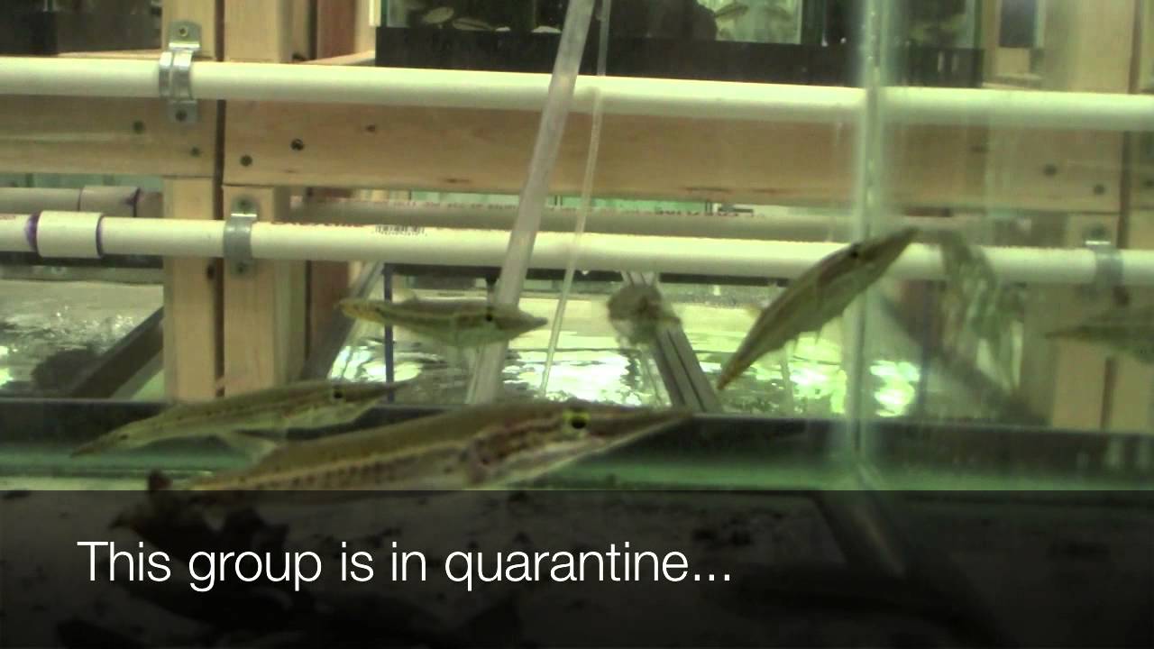 Luciocephalus pulcher - Crocodile Pikehead - YouTube