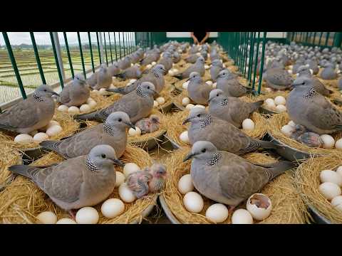 How to Raise Pigeons for Meat and Eggs | Organic Pigeon Farming Process