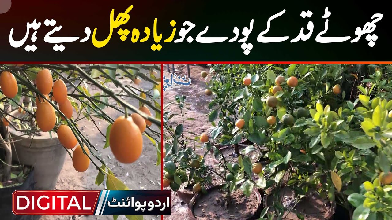 Short Height Plants That Produce More Fruit - YouTube