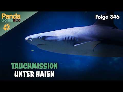 Haifisch-Hausputz und Giraffen-Sturheit | Panda, Gorilla & Co.
