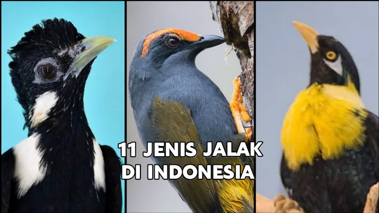 11 JENIS BURUNG JALAK DI INDONESIA - YouTube