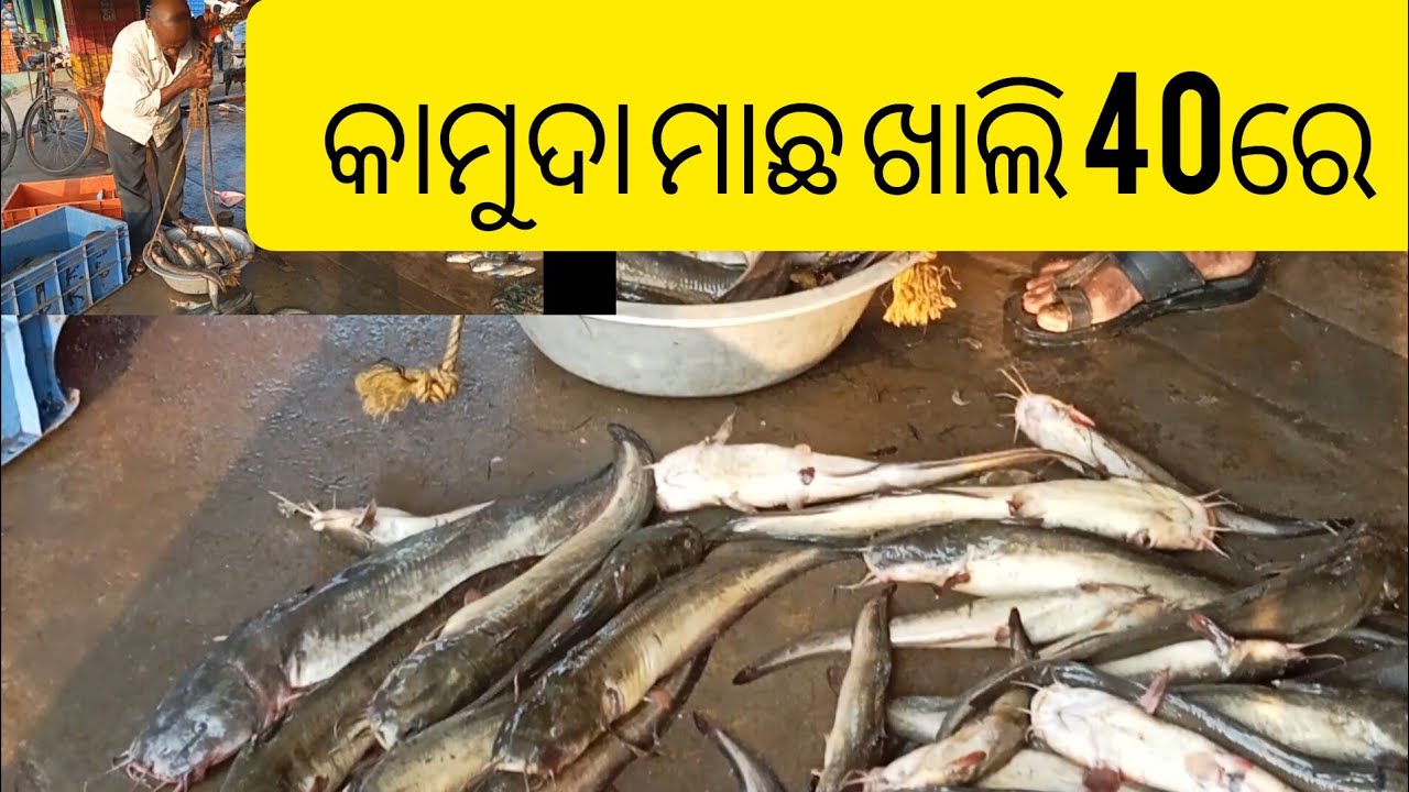 kamuda fish//କାମୁଦା ମାଛ//Balugaon Fish Market//ବାଲୁଗାଁ ମାଛ ମାରେକ୍ଟ୍ ...