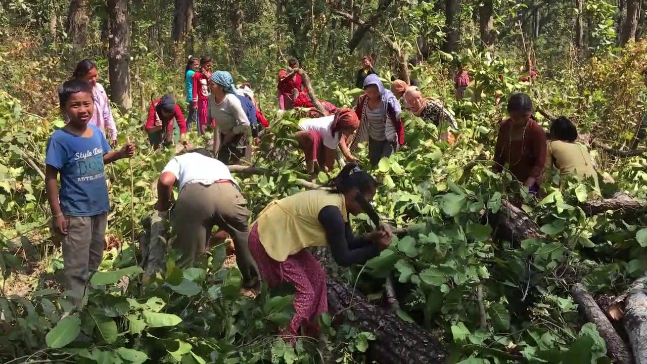Timber logging practice in Nepal - YouTube