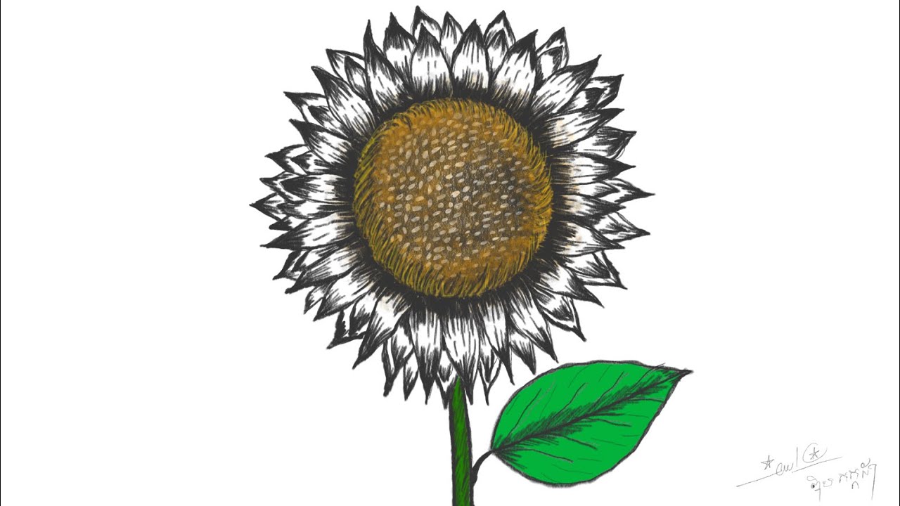 Drawing sunflower Step by step /The most beautiful sun flower./KAKADA ...