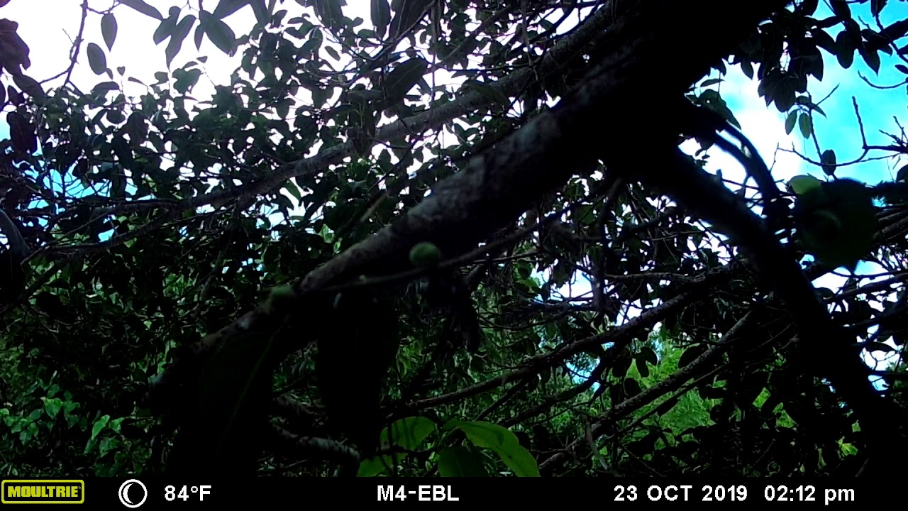 Micronesian starling (Aplonis opaca) visiting a nunu tree (Ficus prolixa) - Rota island - YouTube
