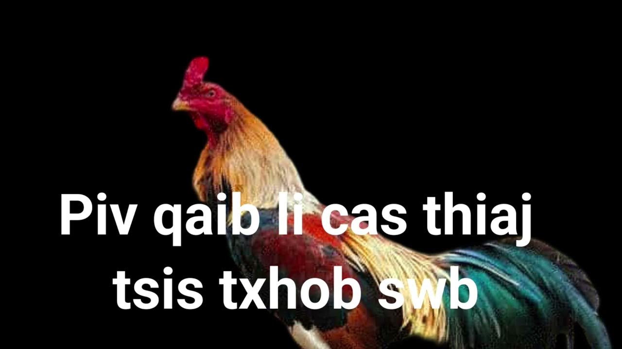 Piv qaib sib ncaws li cas thiaj tsis swb ep 2 - YouTube