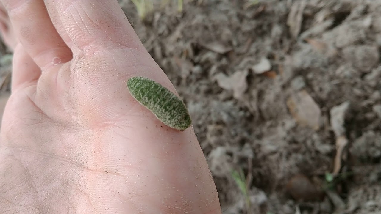 Mission or Smith's Blue Butterfly larva? - YouTube
