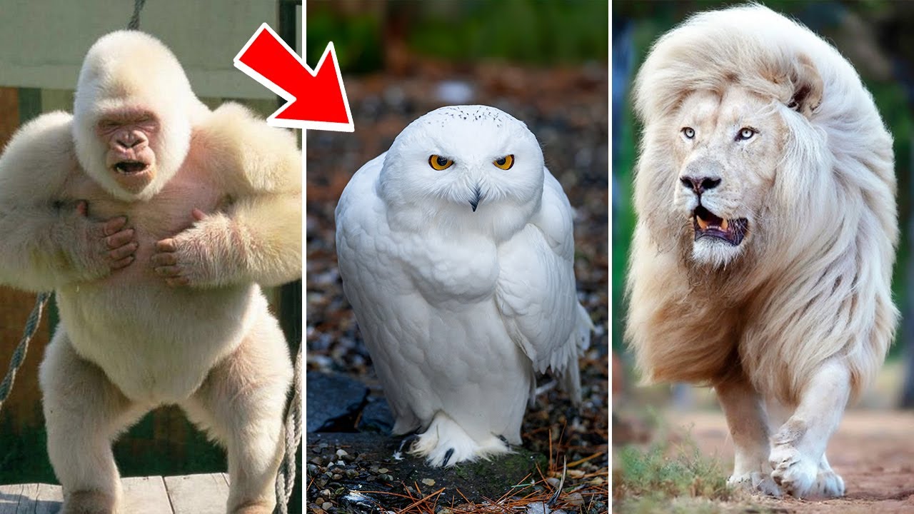 10 Most Rarest White Animals In This World - YouTube