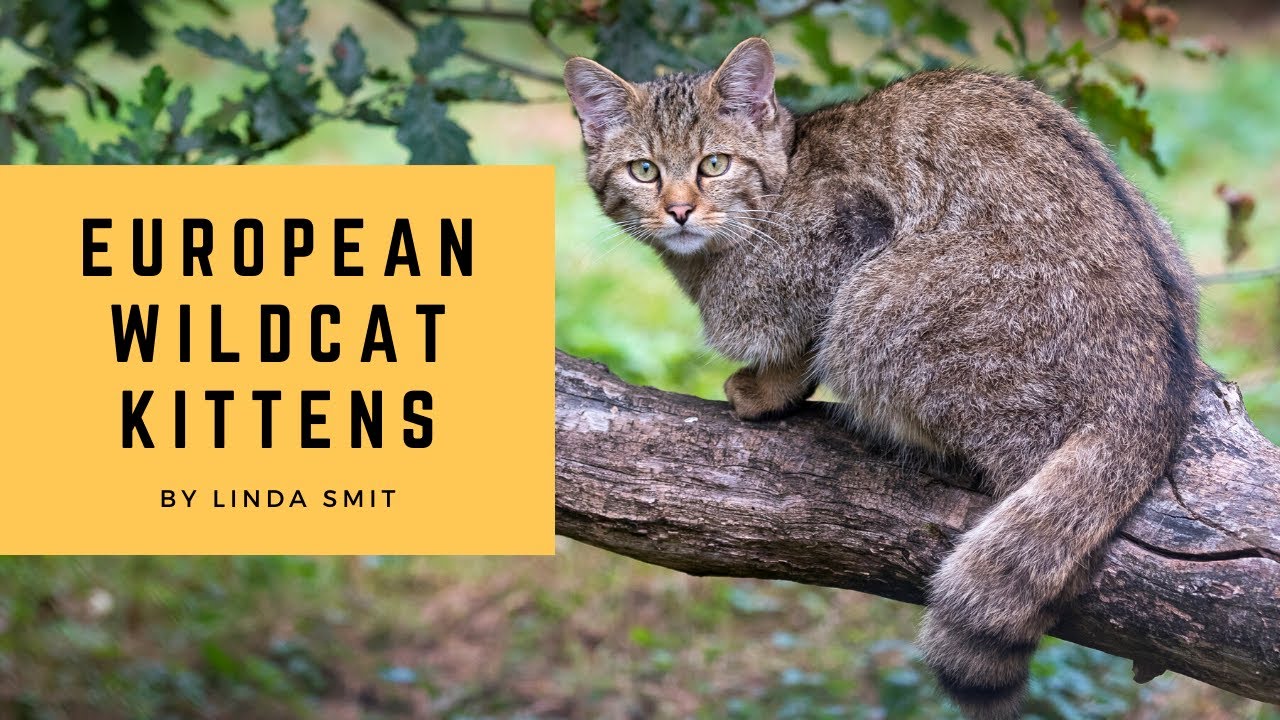 European WILDCAT family with three adorable KITTENS - Part2 ...