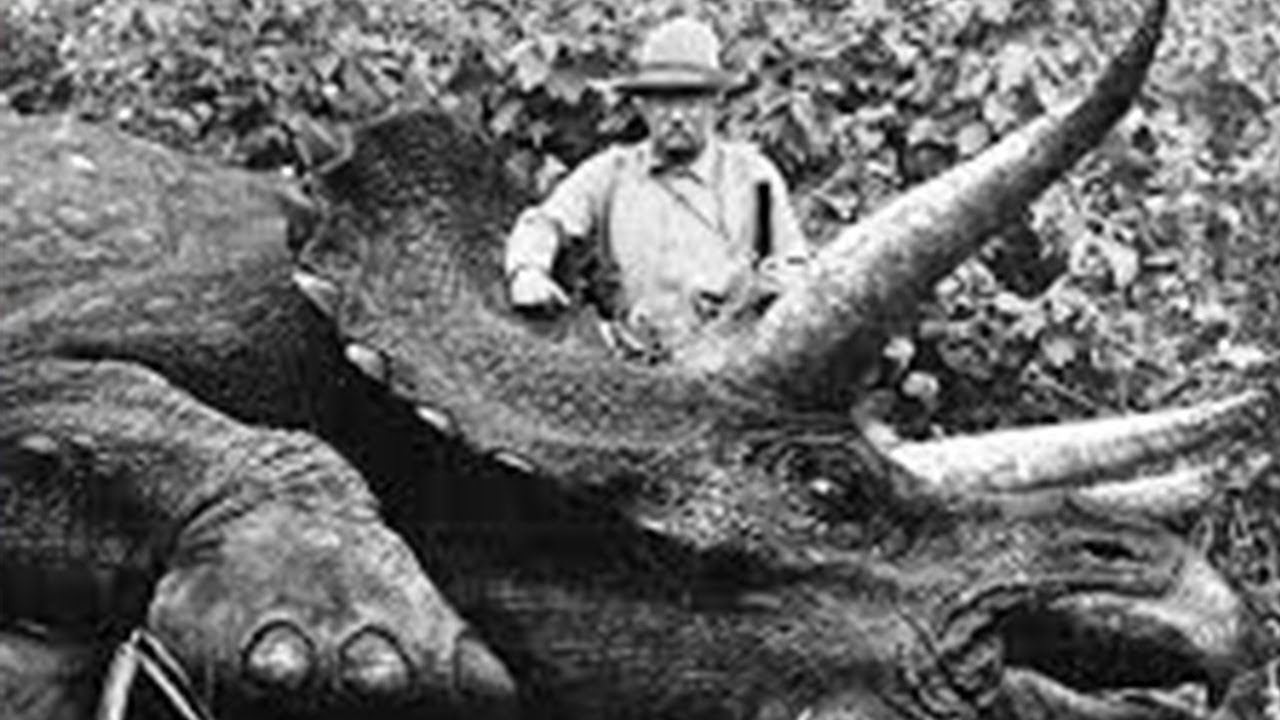 Animals That Humans Made Extinct | Marathon - YouTube