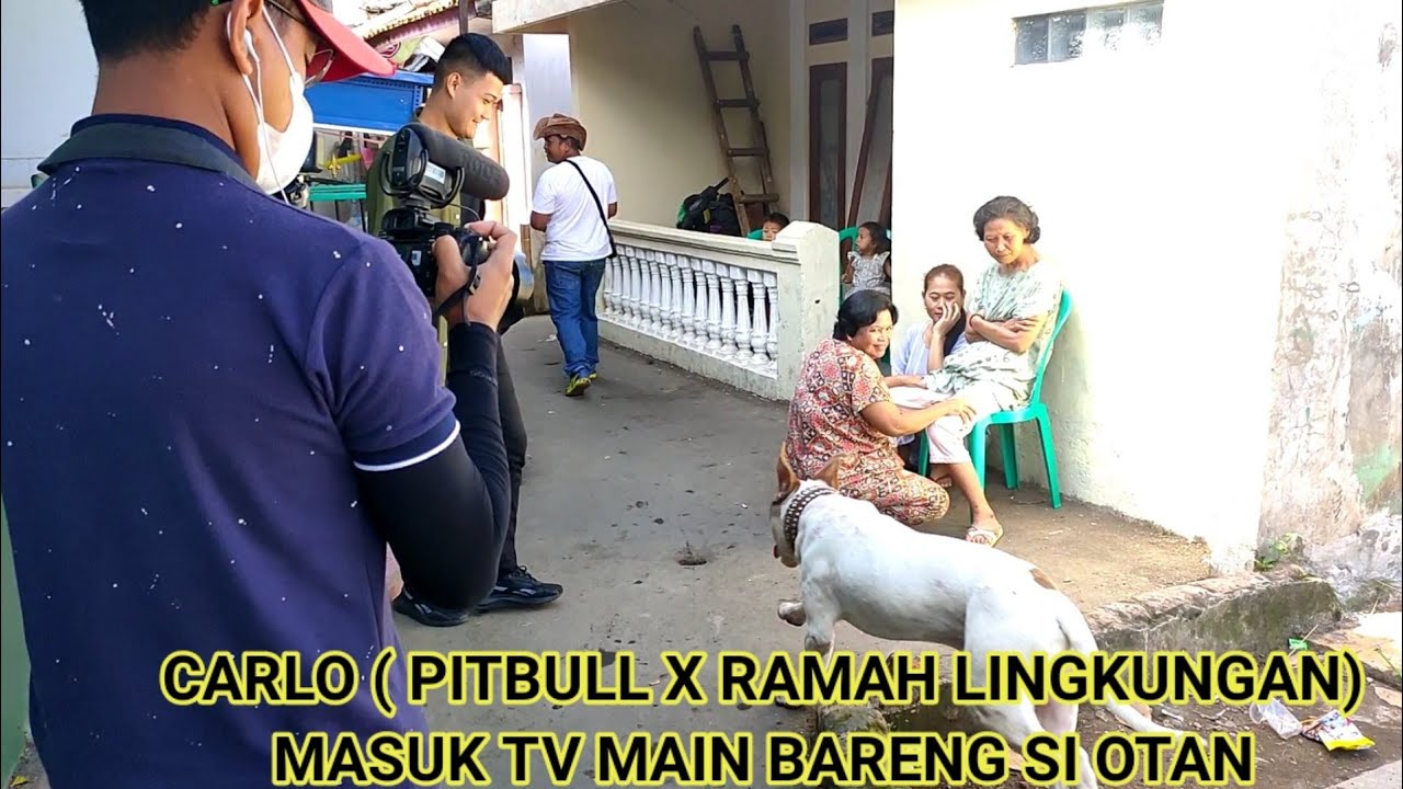 CARLO ( ANJING PITBULL X ) MASUK TV MAIN BARENG SI OTAN TRANS 7 - YouTube