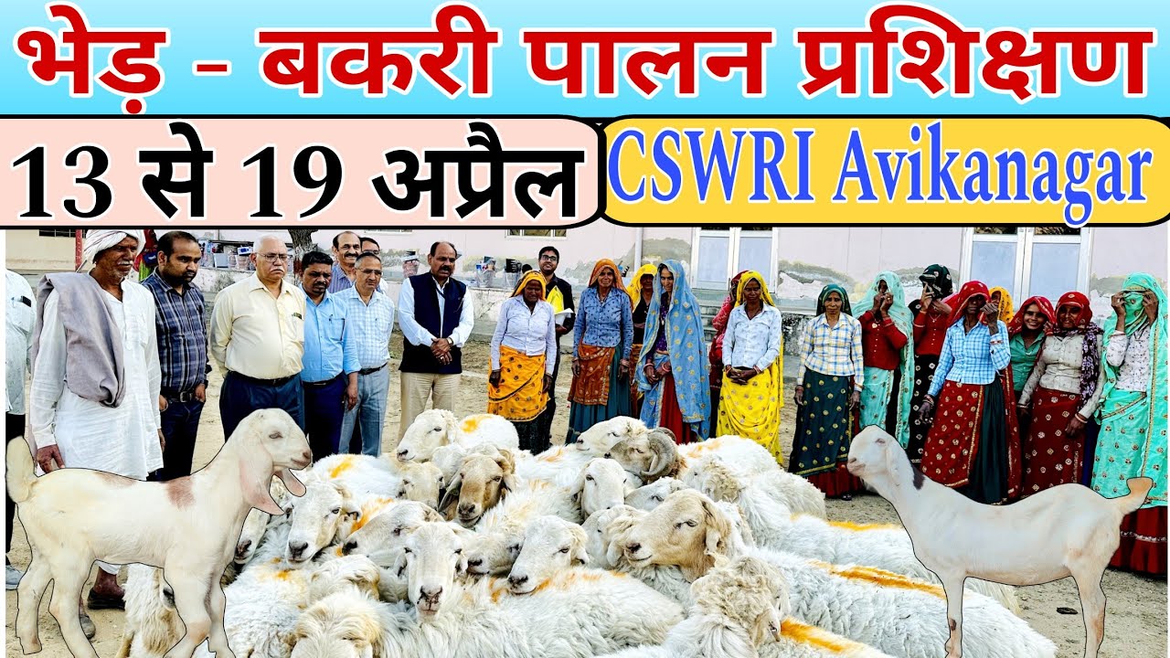 बकरी पालन प्रशिक्षण 😍Goat Farming Training at CSWRI Avikanagar #goat # ...