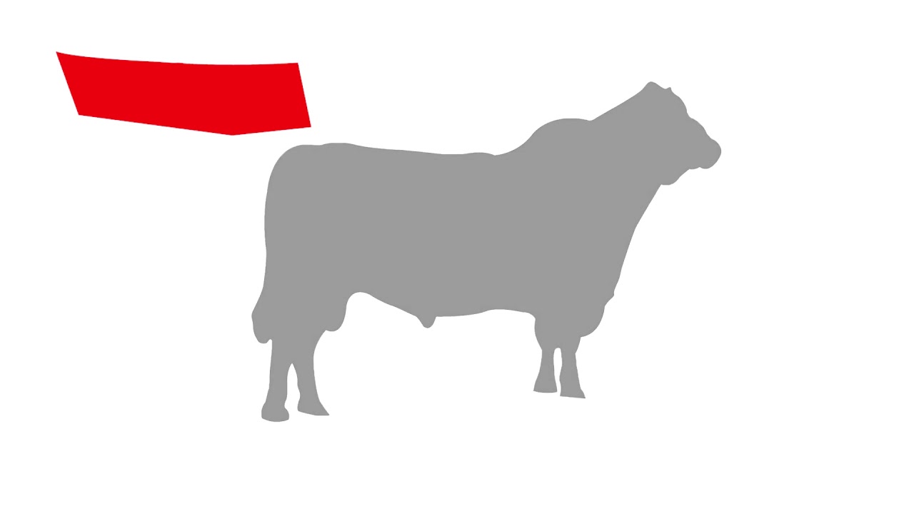 cosas que quizás no sabías del solomo redondo - YouTube