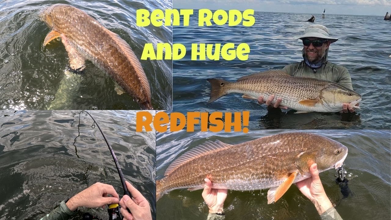 HUGE Redfish in Tampa Bay - Wade Fishing for 35" + GIANTS. Being a ...