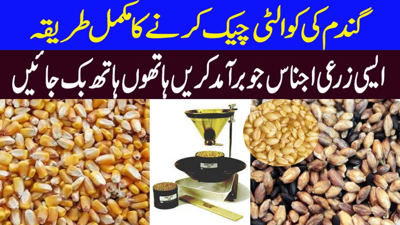 Sampling and Testing Seed | Wheat Testing Process | Grain Quality ...