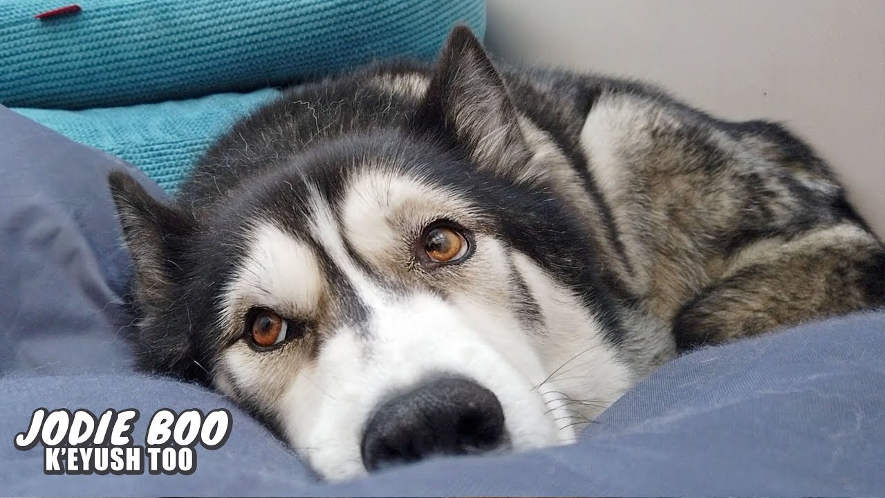 Waking Up To My Weird Dog | He Tries To Climb In Tiny Box! - YouTube