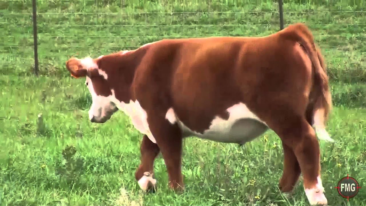 2016 Open Bar Cattle Tag 958 - YouTube