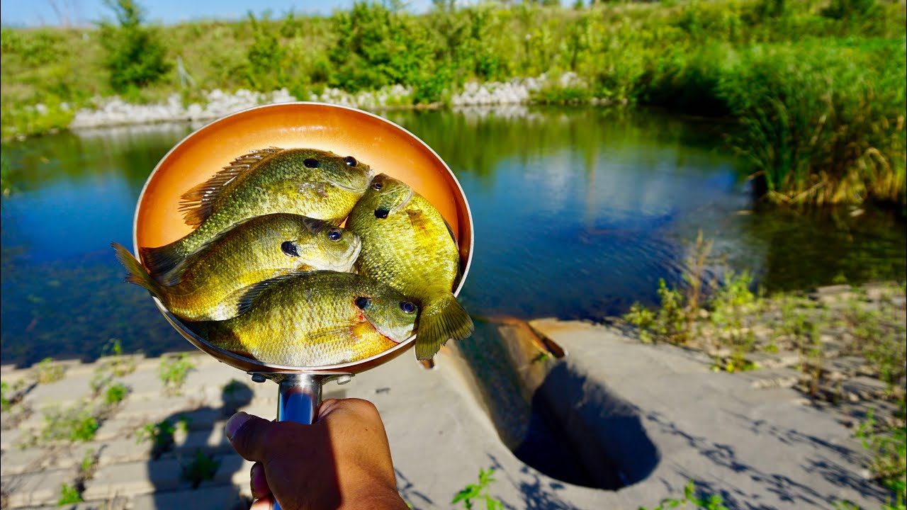 GIANT Spillway Bluegill CATCH CLEAN COOK! (Spillway Fishing) - YouTube