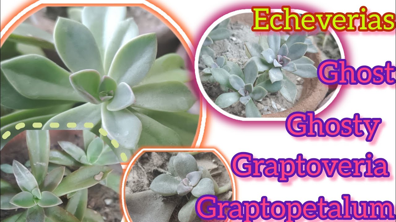 Echeveria ghost and ghosty | graptoveria | Graptopetalum | care ...
