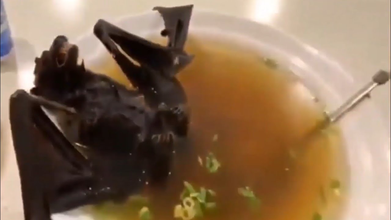 Bat Soup Eating Compilation - YouTube