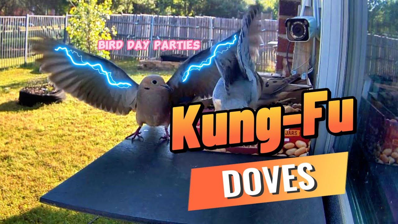 Wing Flapping Combat: The Feisty Mourning Doves' Incredible Duel! - YouTube