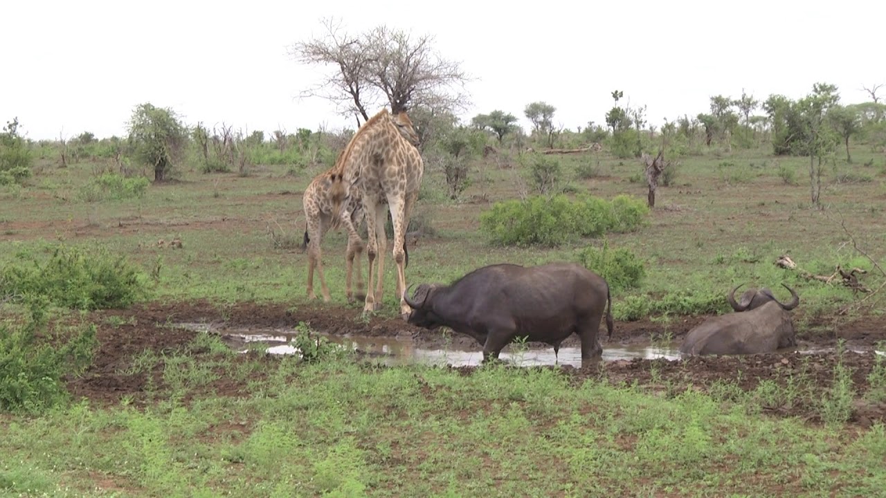 A mean old bull Buffalo driving Giraffes away from the waterhole - YouTube