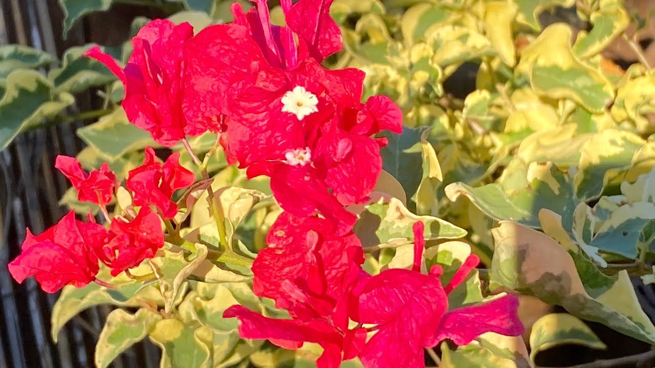 Variegated Bougainvillea! Raspberry Ice Bougainvillea! Absolutely ...