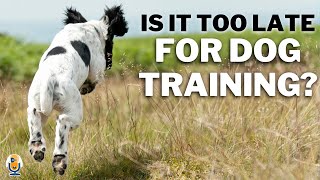 Is It Ever Too Late To Start Training A Dog