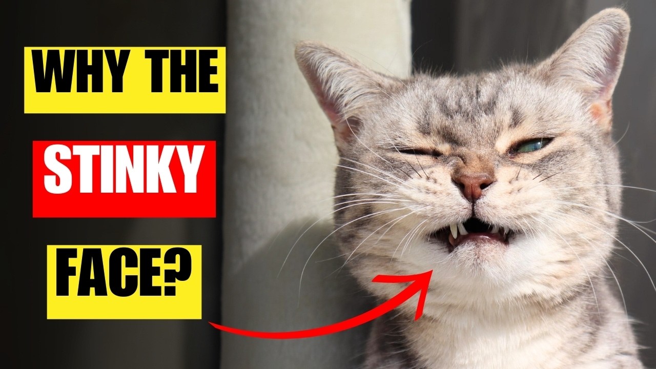 5 Secrets Behind the "Stinky Face" | Why does your cat make it? - YouTube