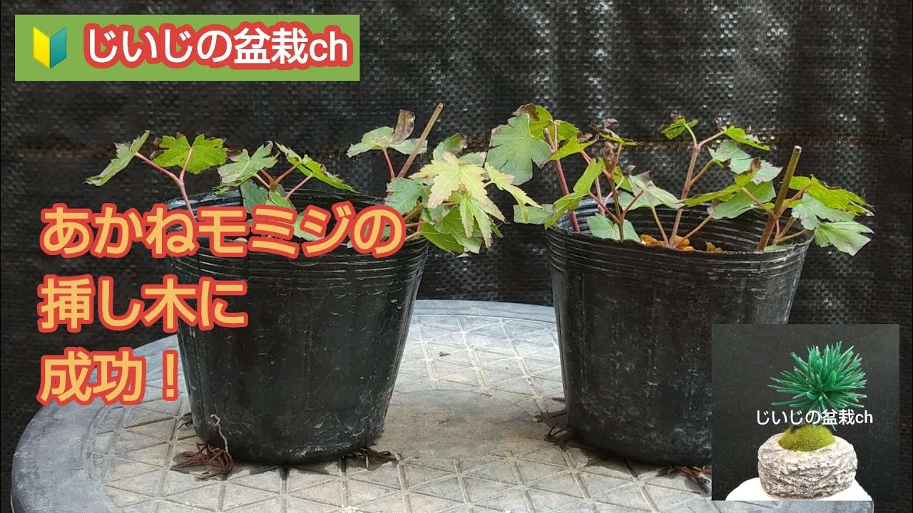 あかねもみじ 【挿し木に成功】 テロップあり Succeeded in cuttings of Akane maple. With telop ...