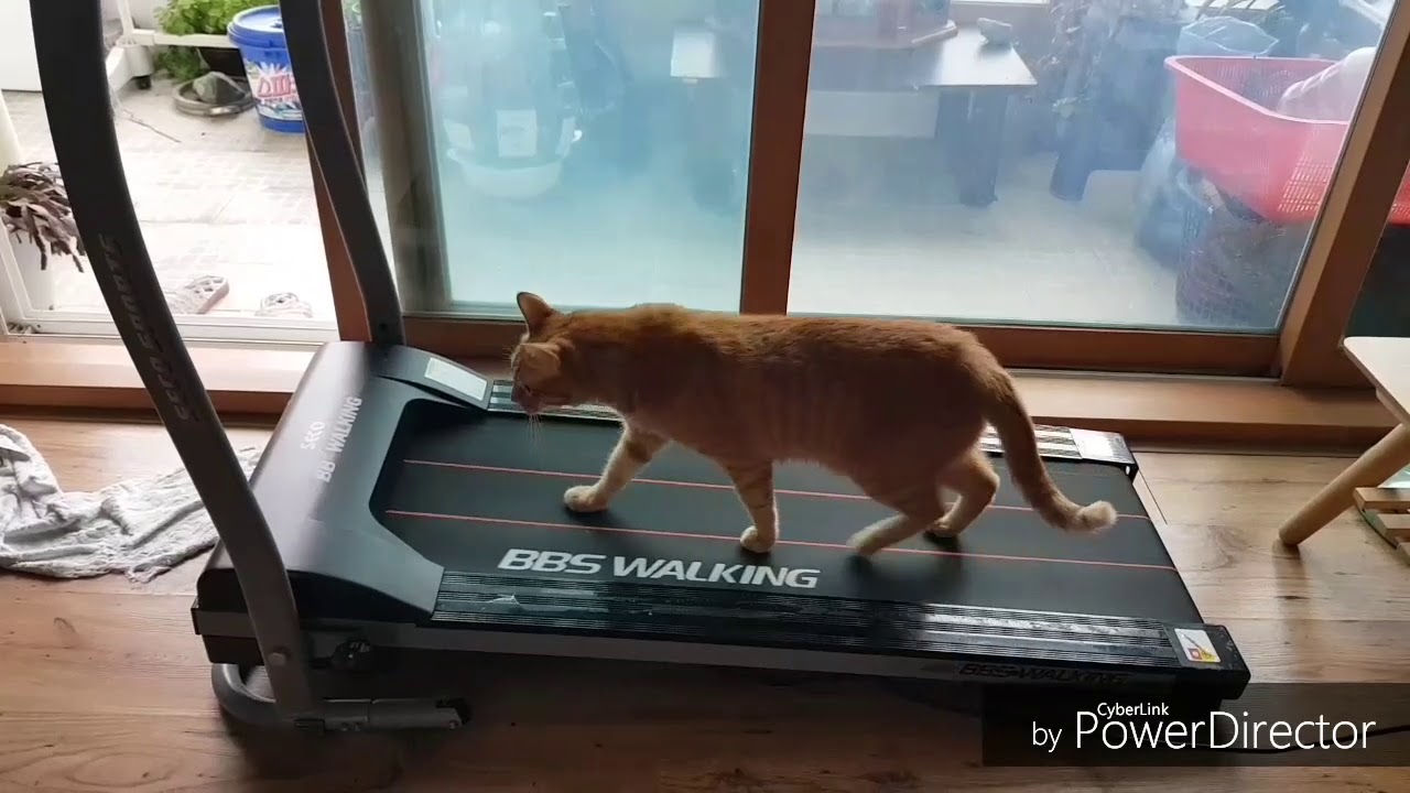 고양이 워킹머신 타기 1 (cats on walking machine 1) - YouTube