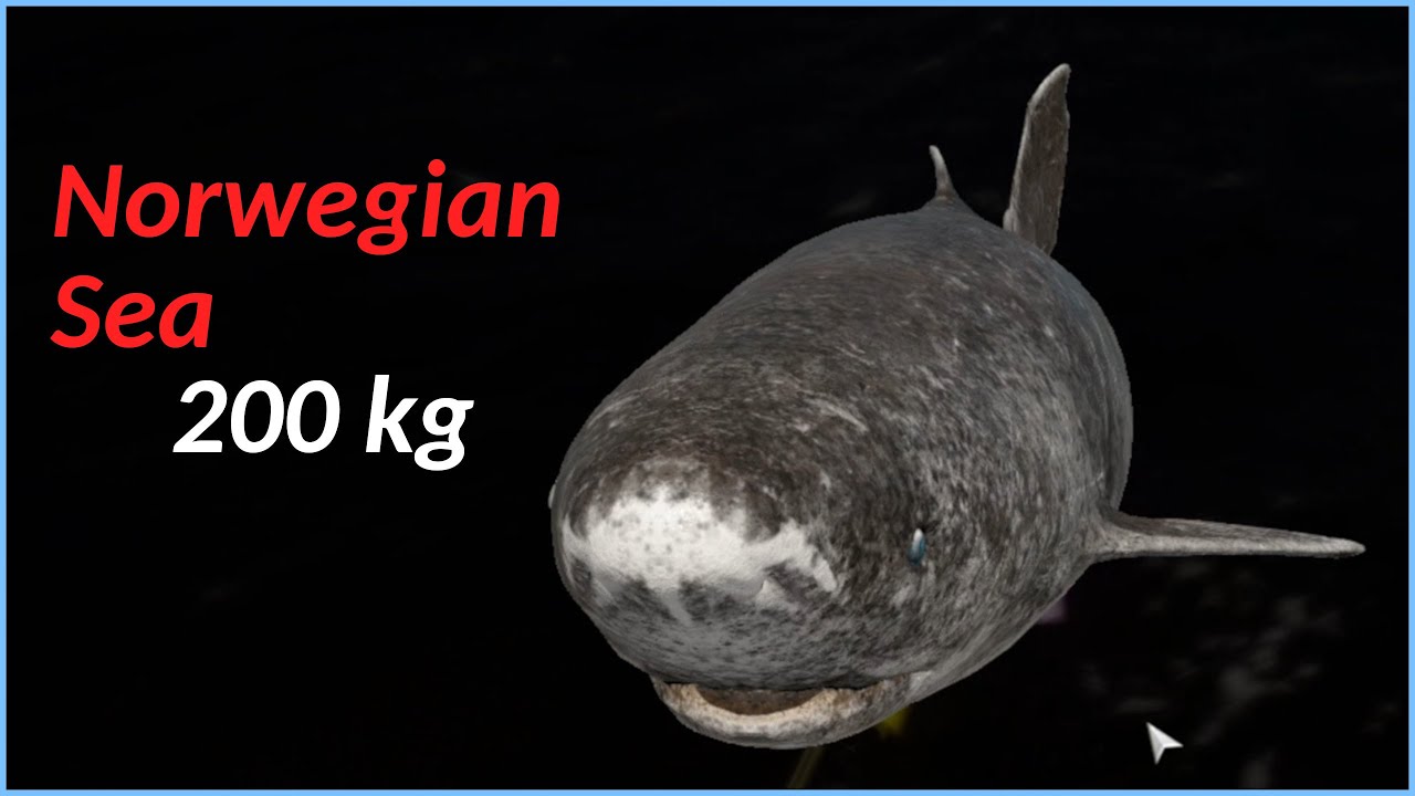Greenland shark 200 kg - Norwegian Sea | Russian Fishing 4 rf4 spot #19 ...