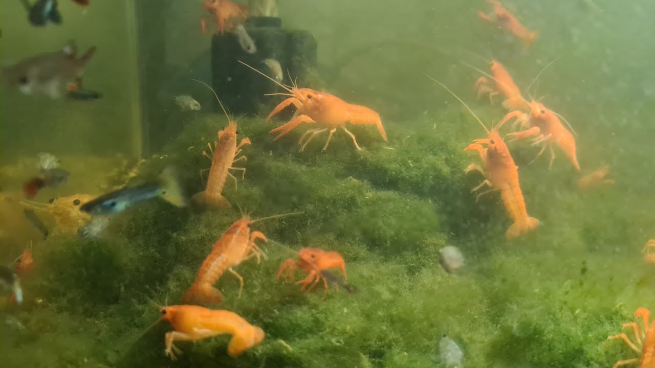 Crayfish Breeding experiment Part 6 : update sa ating grow out lumot ...
